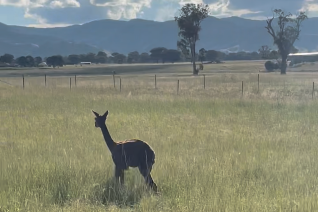 Our stay at Wallinga Farmstay, Mudgee - Single Mother Survival Guide